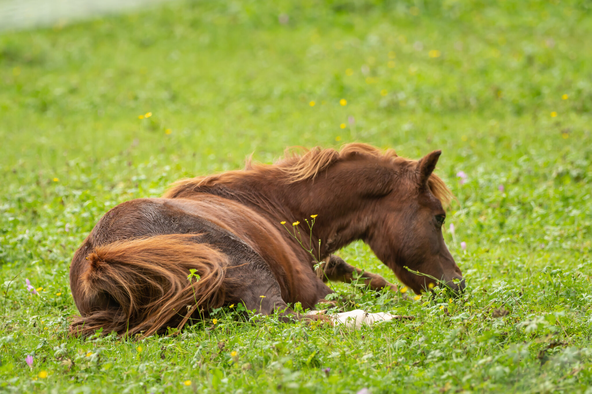 ECVM (Equine Complex Vertebral Malformation) beim Pferd: Diagnose und ...